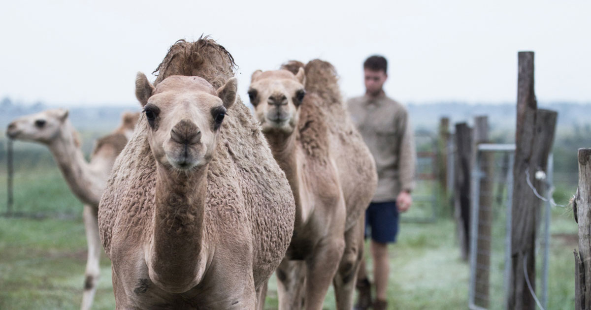 HOW QCAMEL IS ‘MILKING IT’ (SUSTAINABLY AND RESPECTFULLY) | Brands of Kin